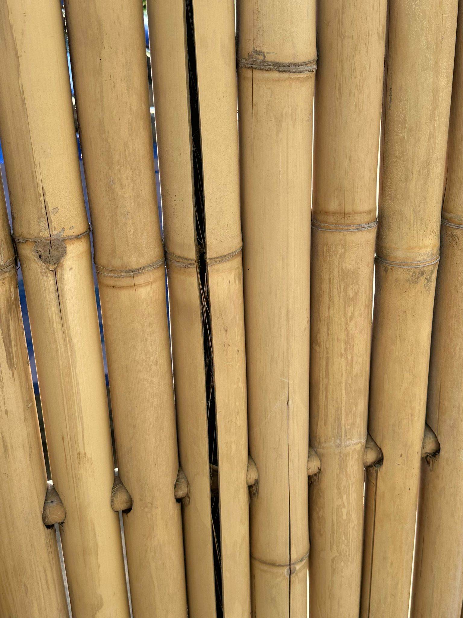 Waarom scheurt bamboe? Hoe het materiaal werkt in jouw tuin - Eviro Bamboe